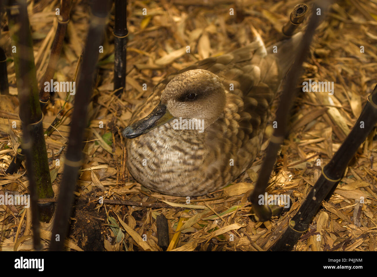 Female Mandarin at Slimbridge Stock Photo - Alamy