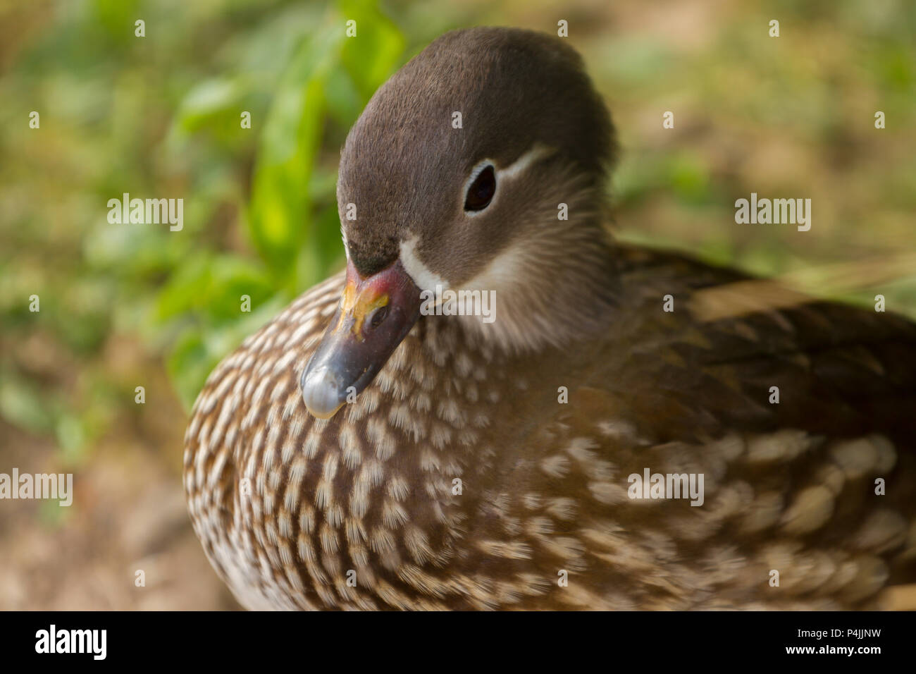 Female Mandarin at Slimbridge Stock Photo - Alamy