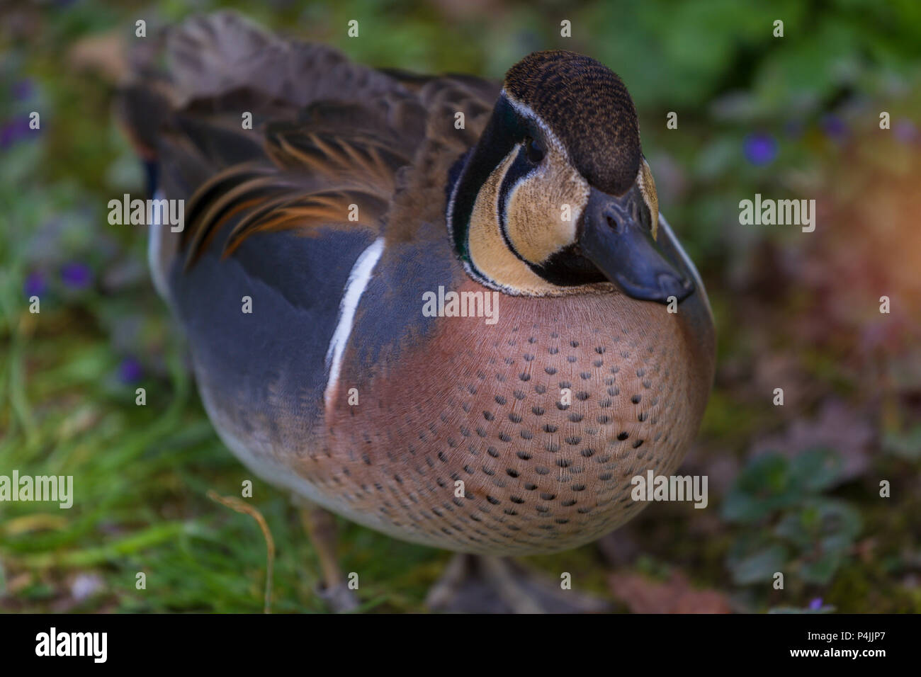 |Mandarin duck at Slimbridge Stock Photo - Alamy