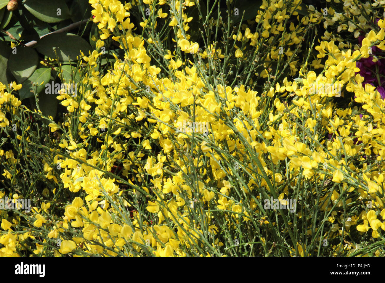 Close up of the flowering branches of a Scotch Broom Stock Photo - Alamy