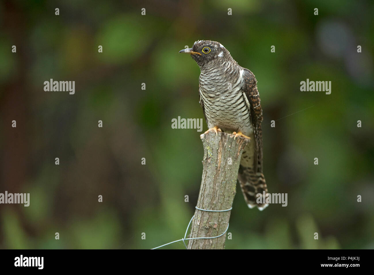 Common Cuckoo (Cuculus canorus Stock Photo - Alamy