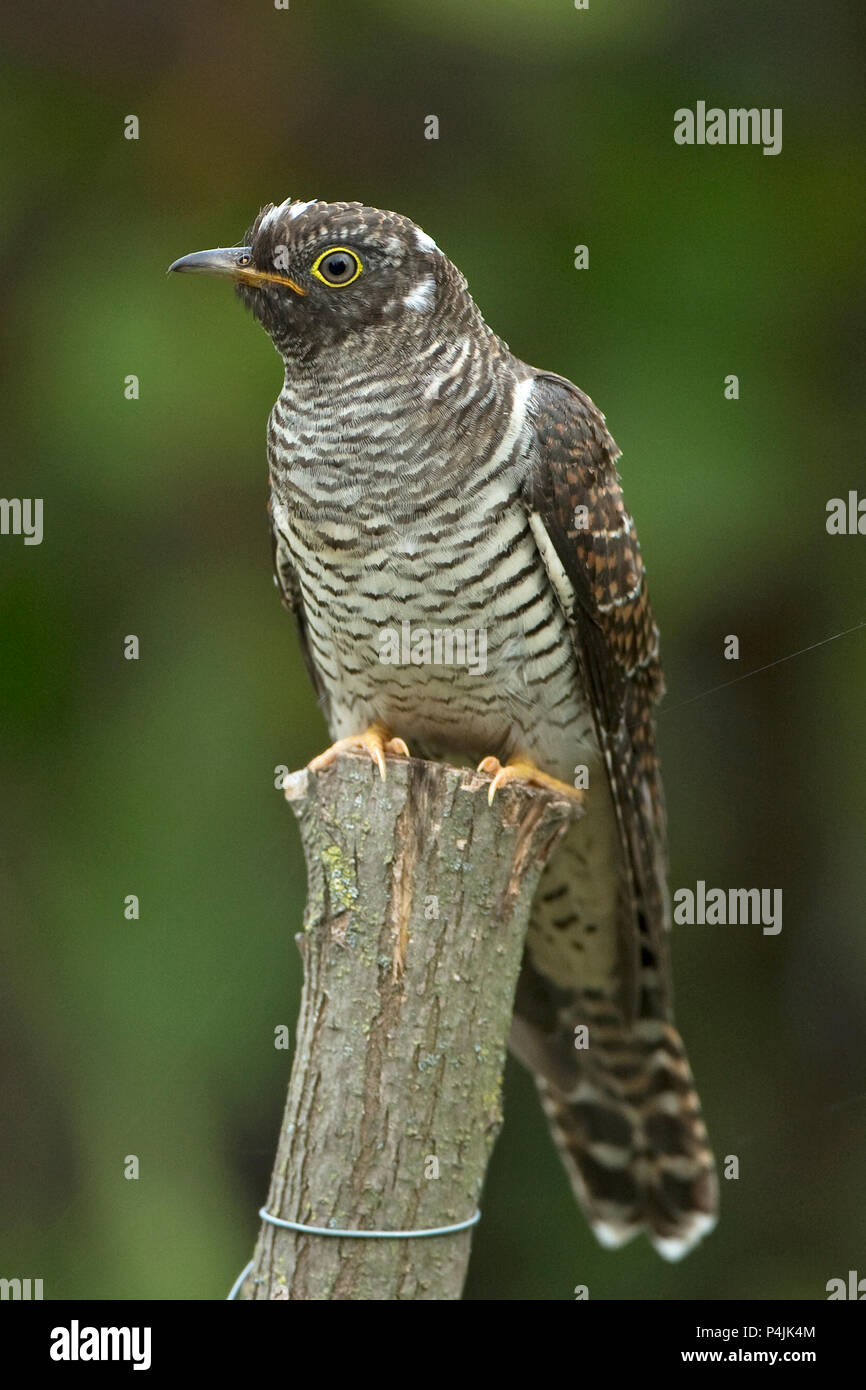 Common Cuckoo (Cuculus canorus Stock Photo - Alamy