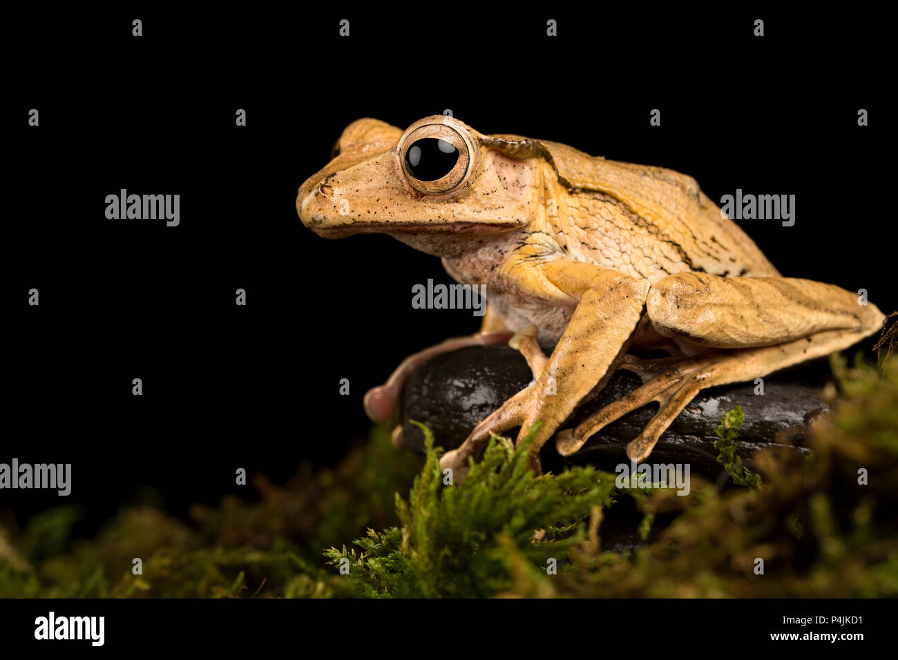 Borneo Eared Frog Stock Photo - Alamy