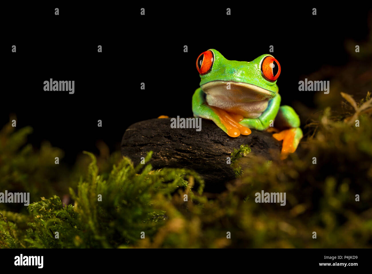Ruby-eyed Tree Frog Stock Photo - Alamy