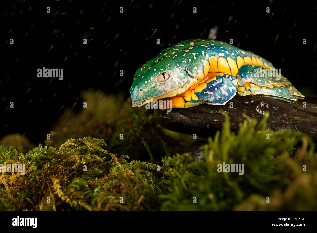 Fringed Leaf Frog Stock Photo - Alamy
