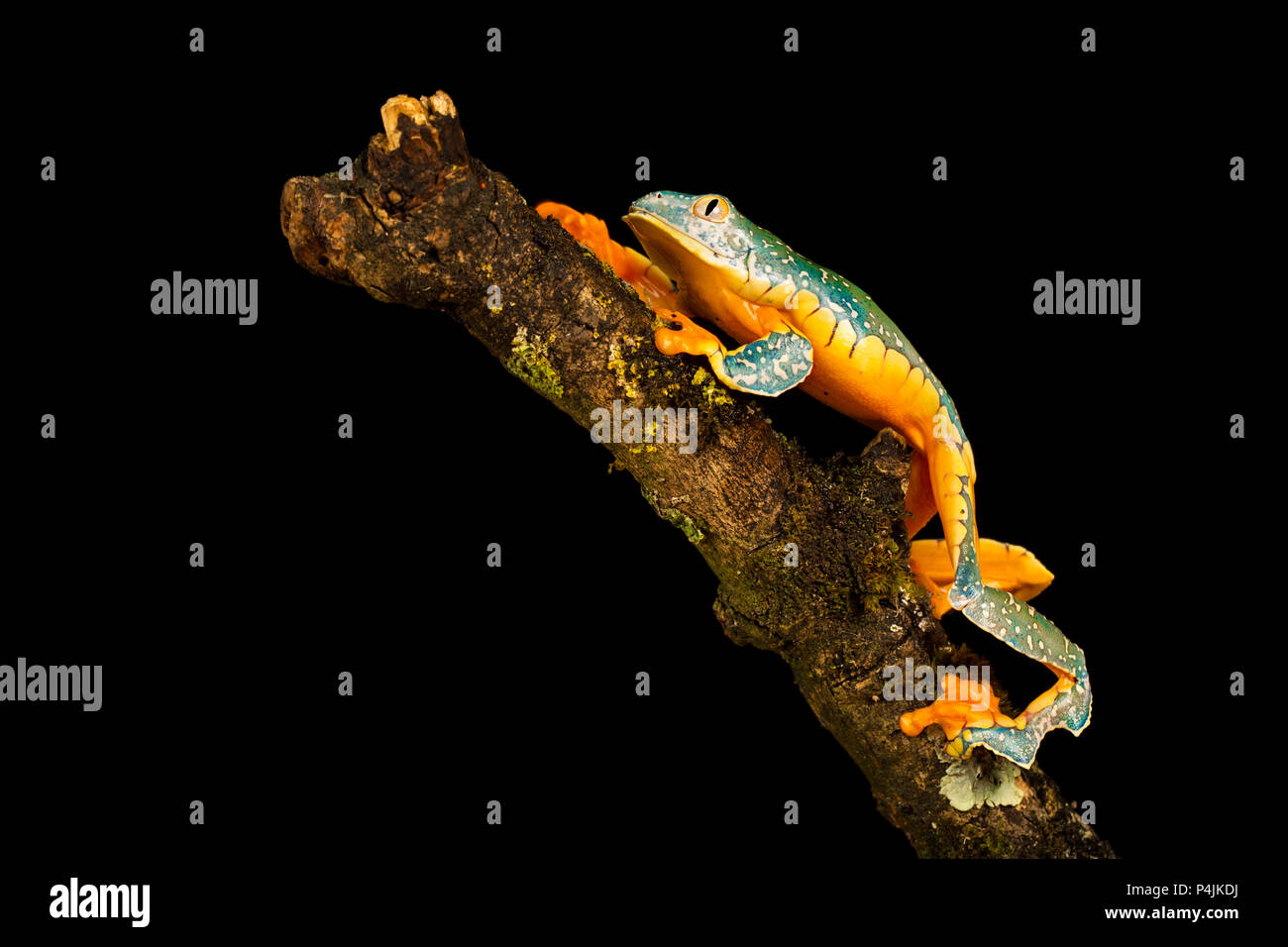 Fringed leaf frog Stock Photo - Alamy