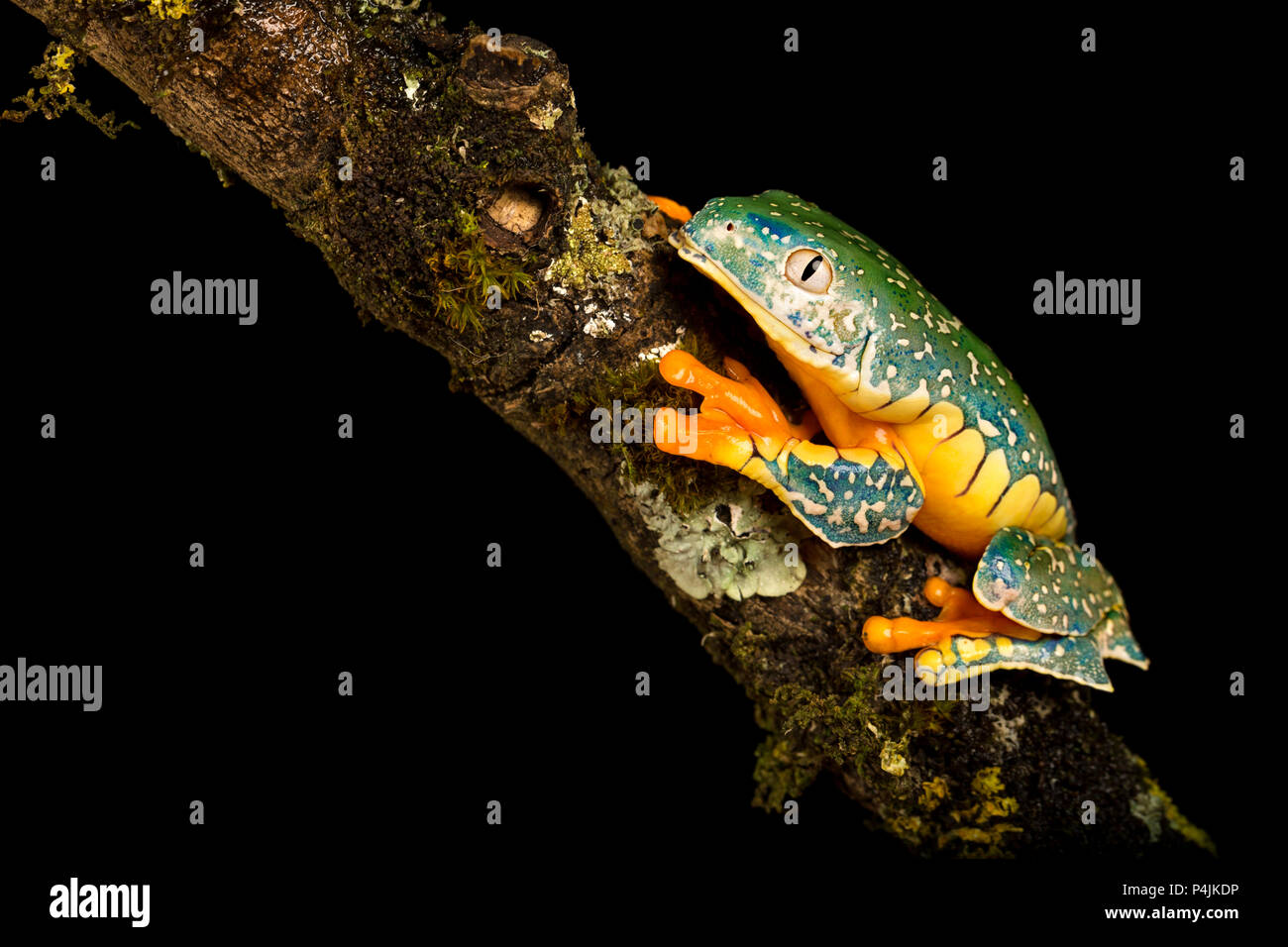 Fringed Leaf Frog Stock Photo - Alamy