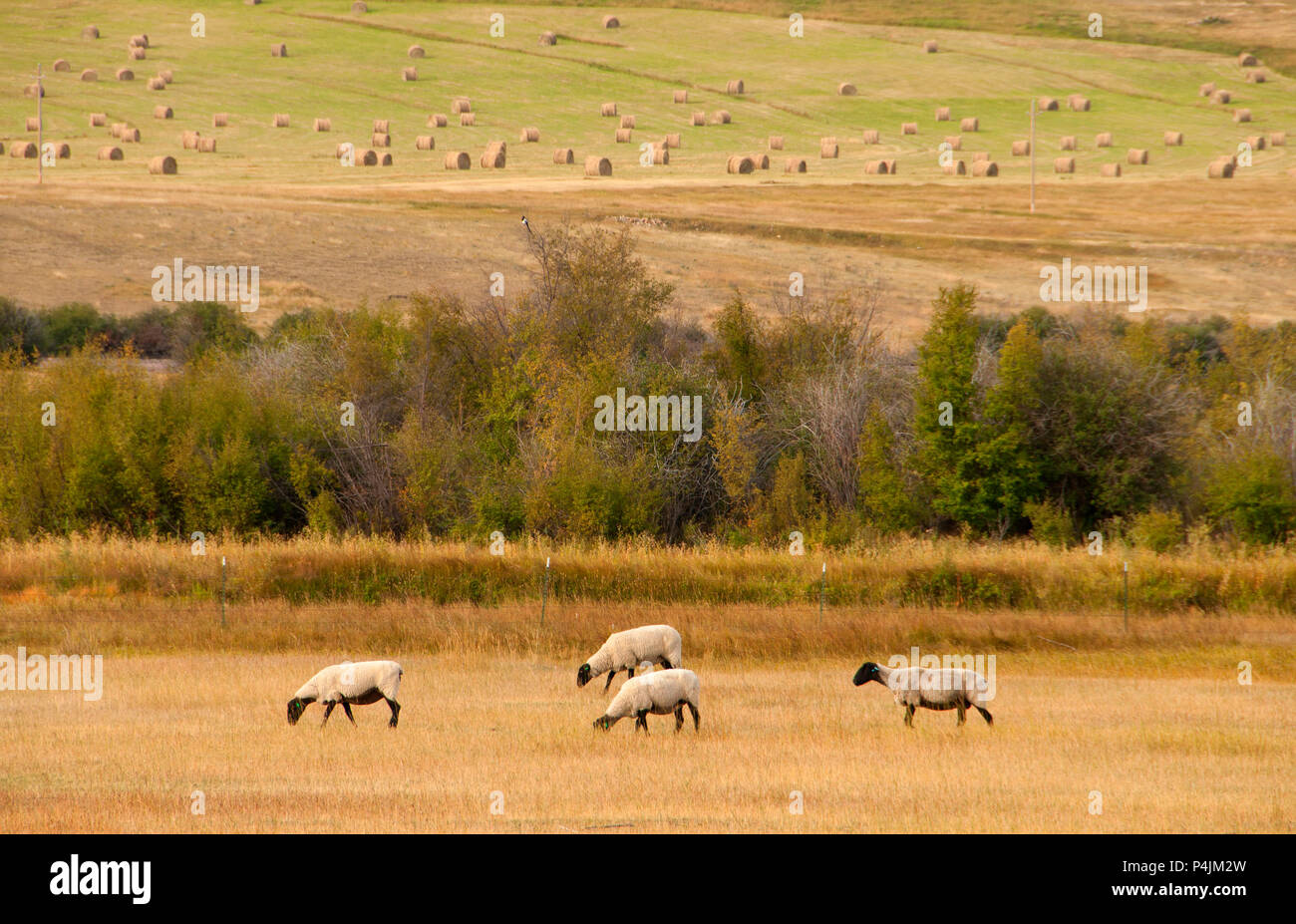 Sheep ranching hi-res stock photography and images - Alamy