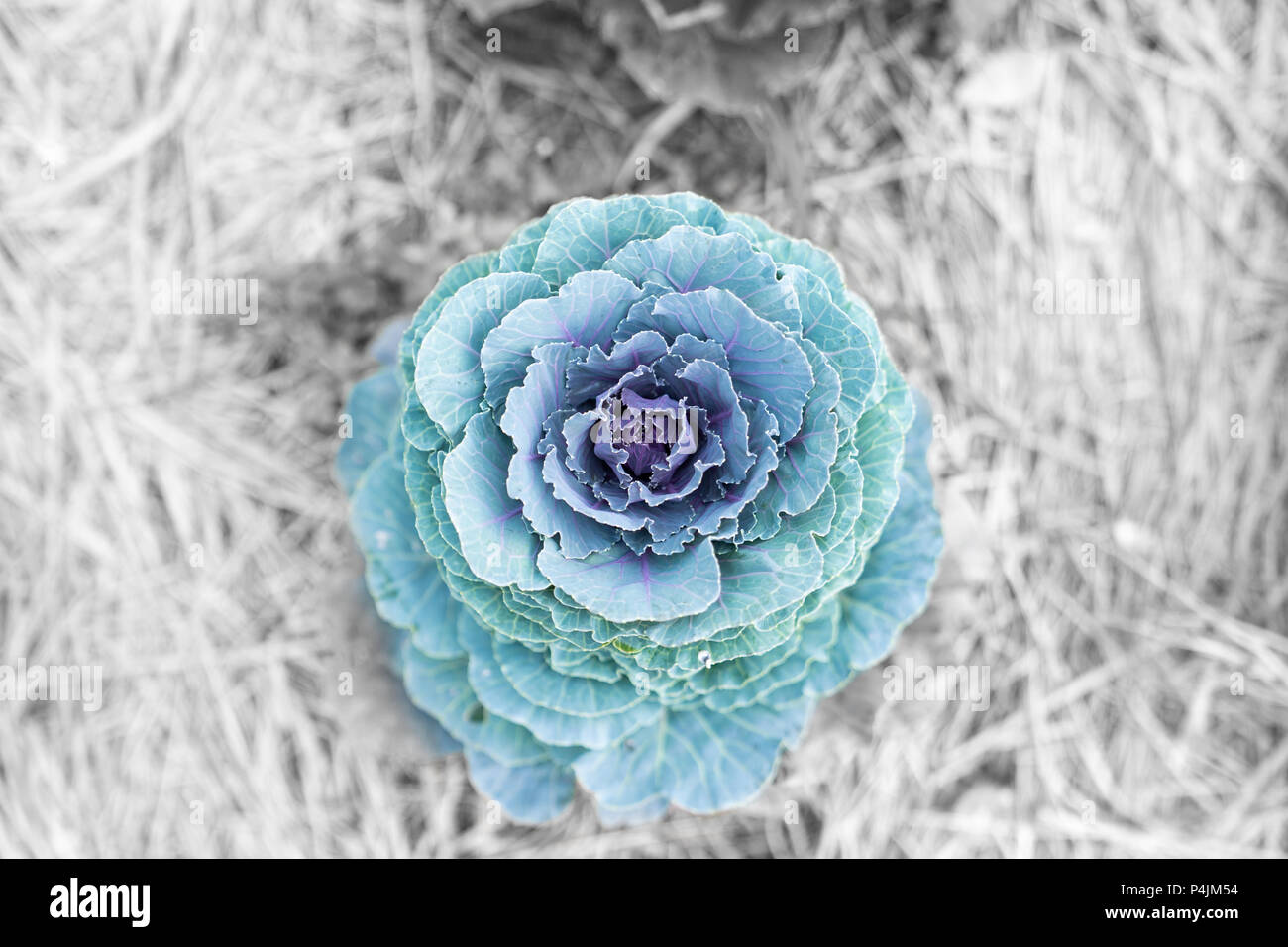Close up beautiful longlived cabbage flower in garden background, Pula ...