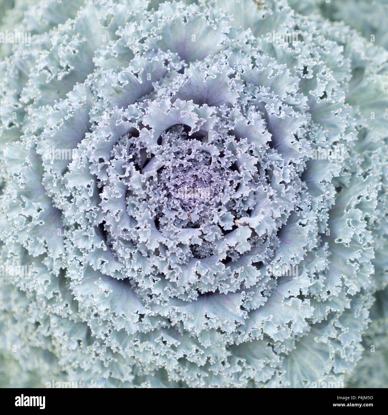 Close up beautiful longlived cabbage flower in garden background, Pula ...