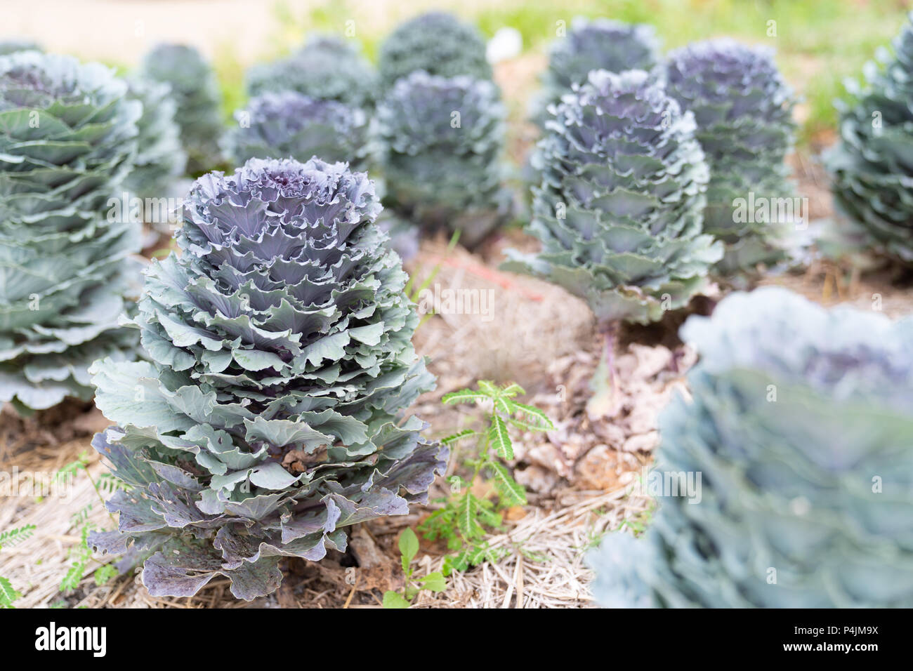 Close up beautiful longlived cabbage flower in garden background, Pula ...