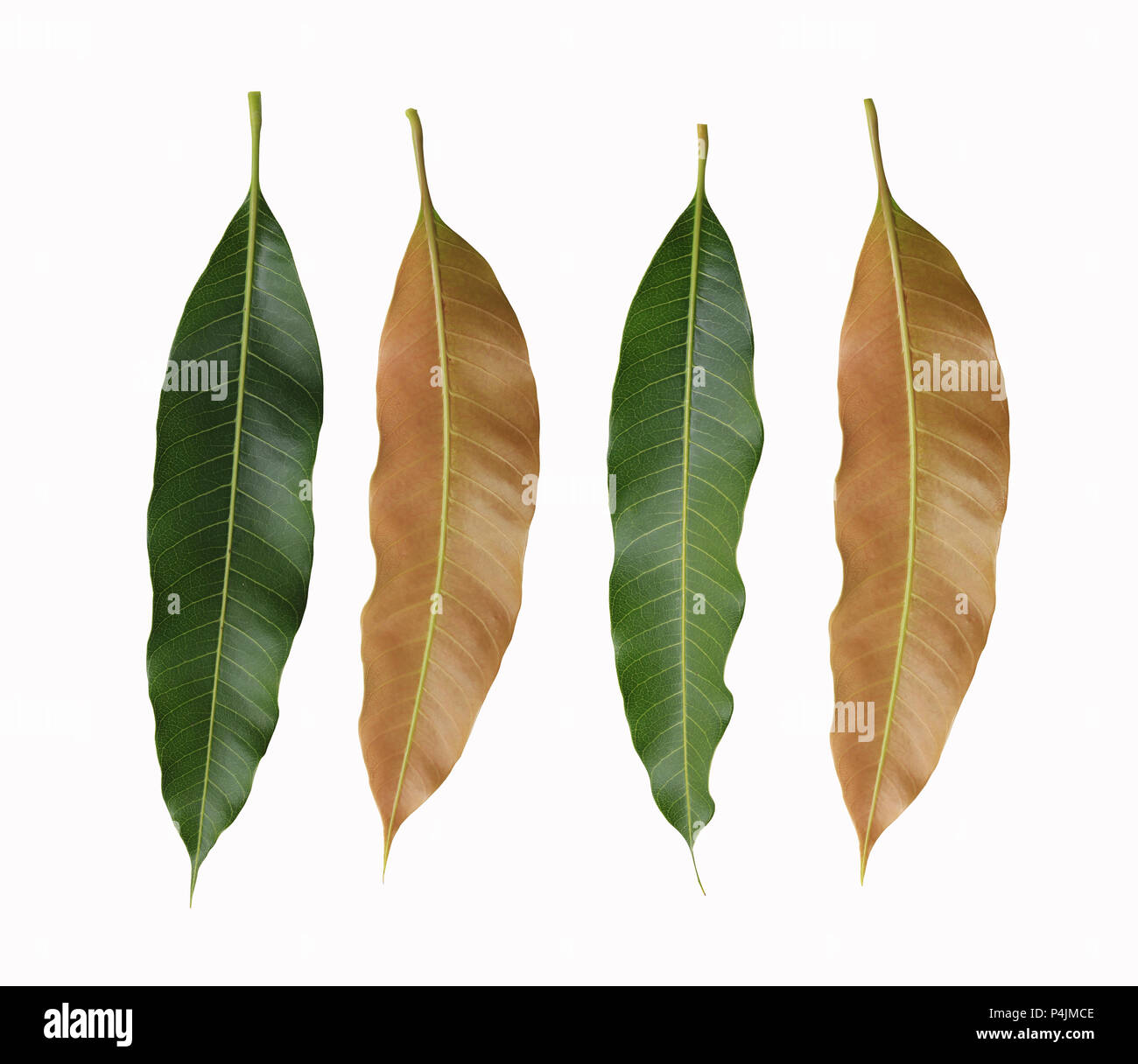 Green and brown Leaves of mango trees isolated on white background and ...