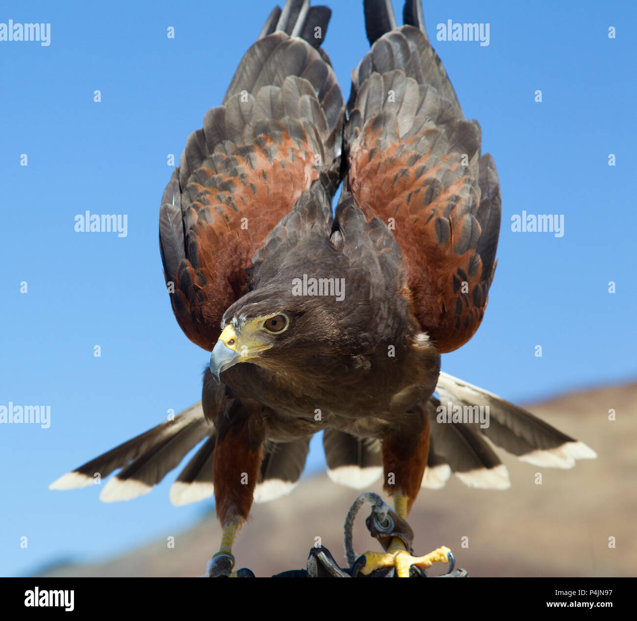 Harriss Hawk Portrait High Resolution Stock Photography and Images - Alamy