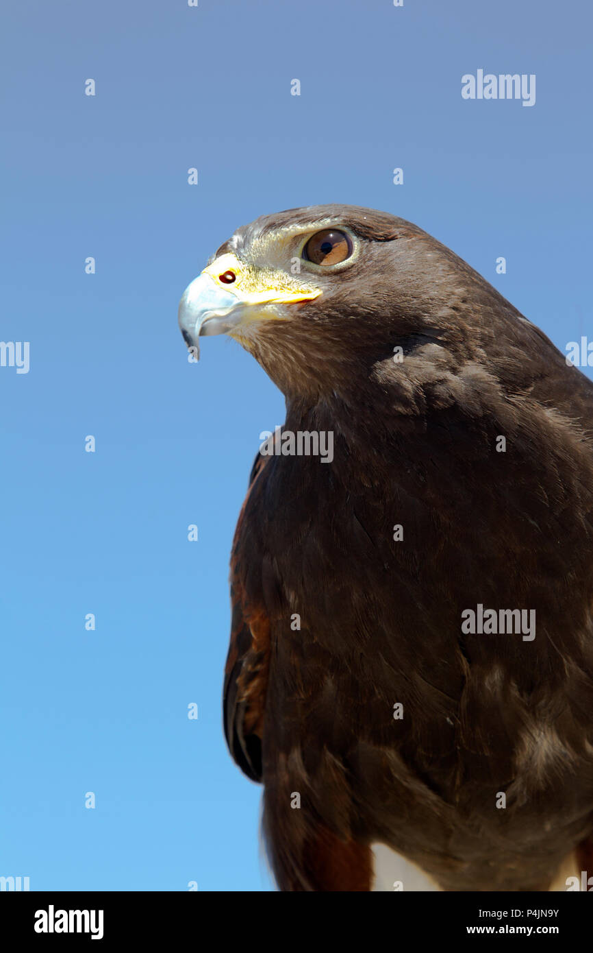 Harriss hawk portrait hi-res stock photography and images - Alamy