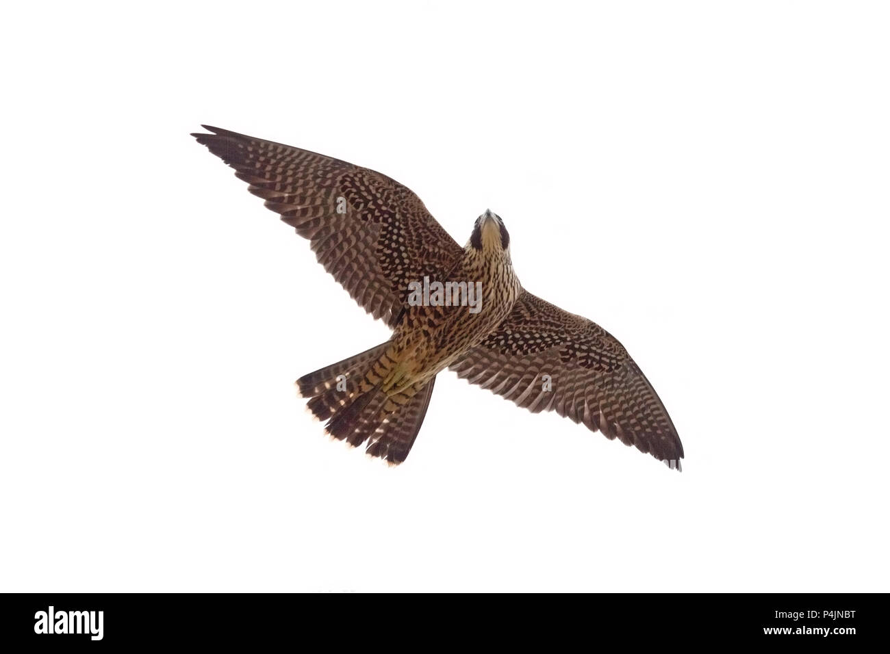 Peregrine falcon juvenile flying overhead hi-res stock photography and ...