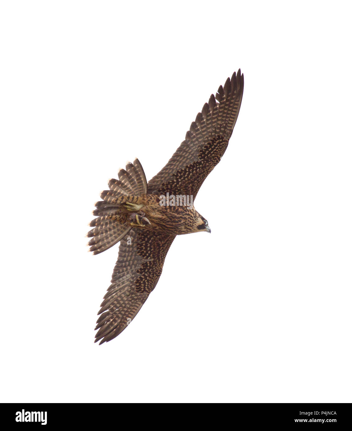 Peregrine falcon Cut Out Stock Images & Pictures - Alamy