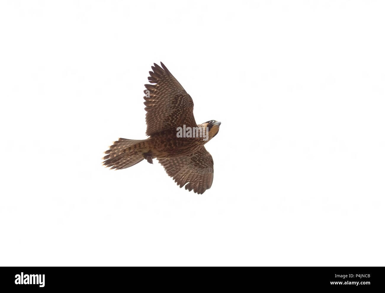 Peregrine falcon Cut Out Stock Images & Pictures - Alamy