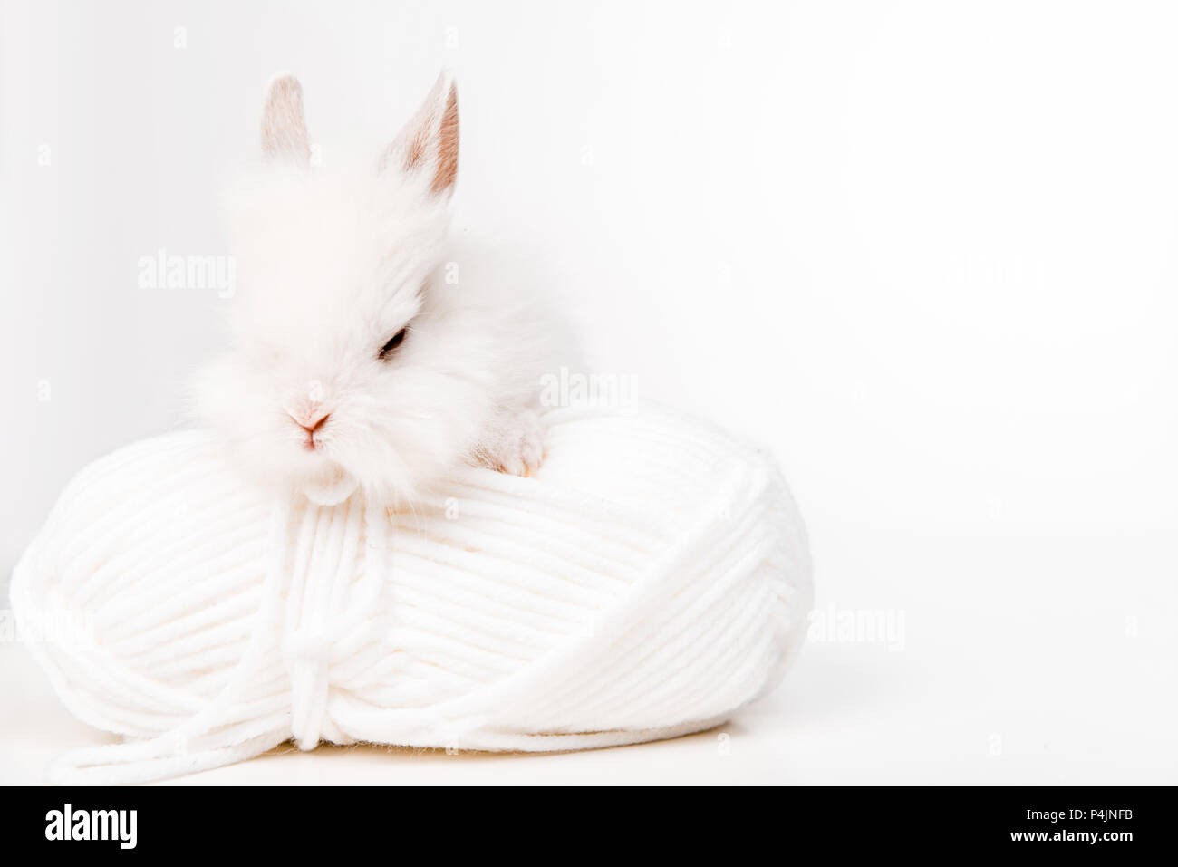 close-up view of adorable furry rabbit and ball of yarn isolated on ...