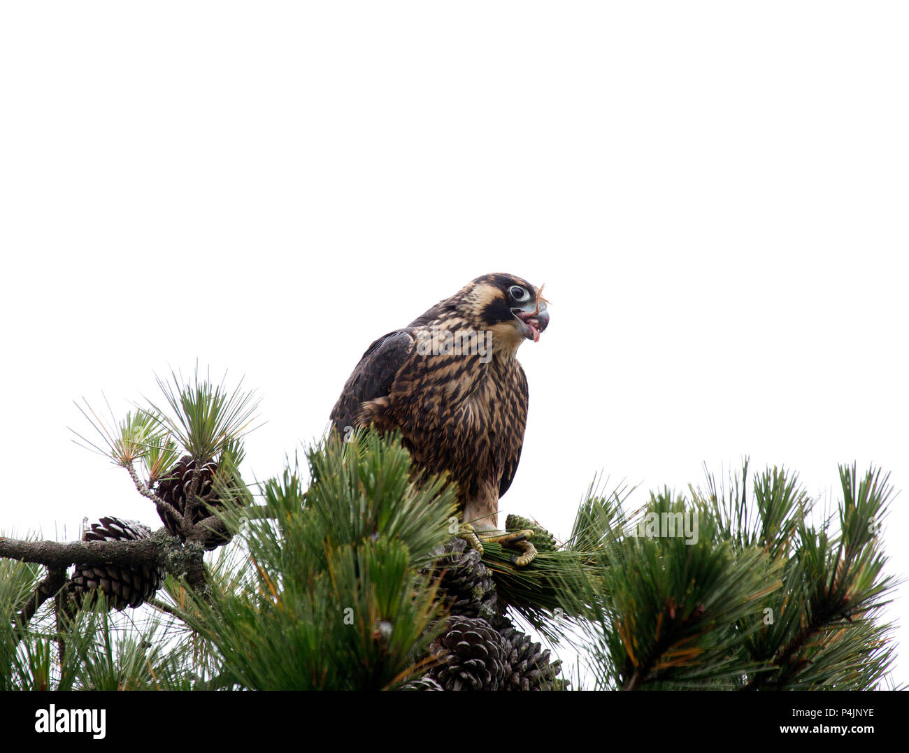 Peregrine falcon juvenile in pine tree with leg of small hi-res stock ...