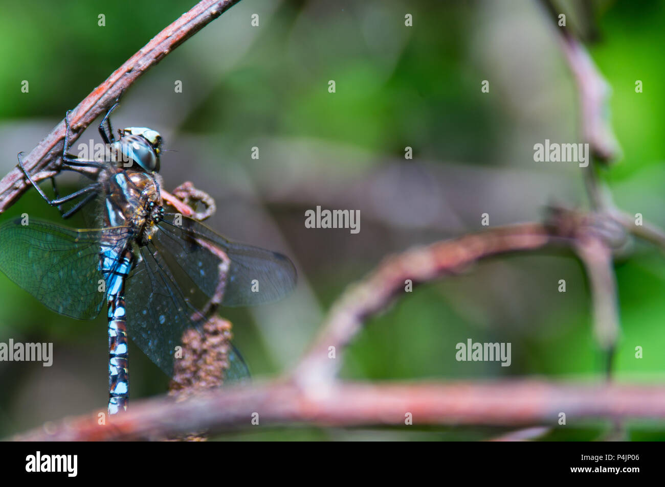 Dragonfly colors hi-res stock photography and images - Alamy