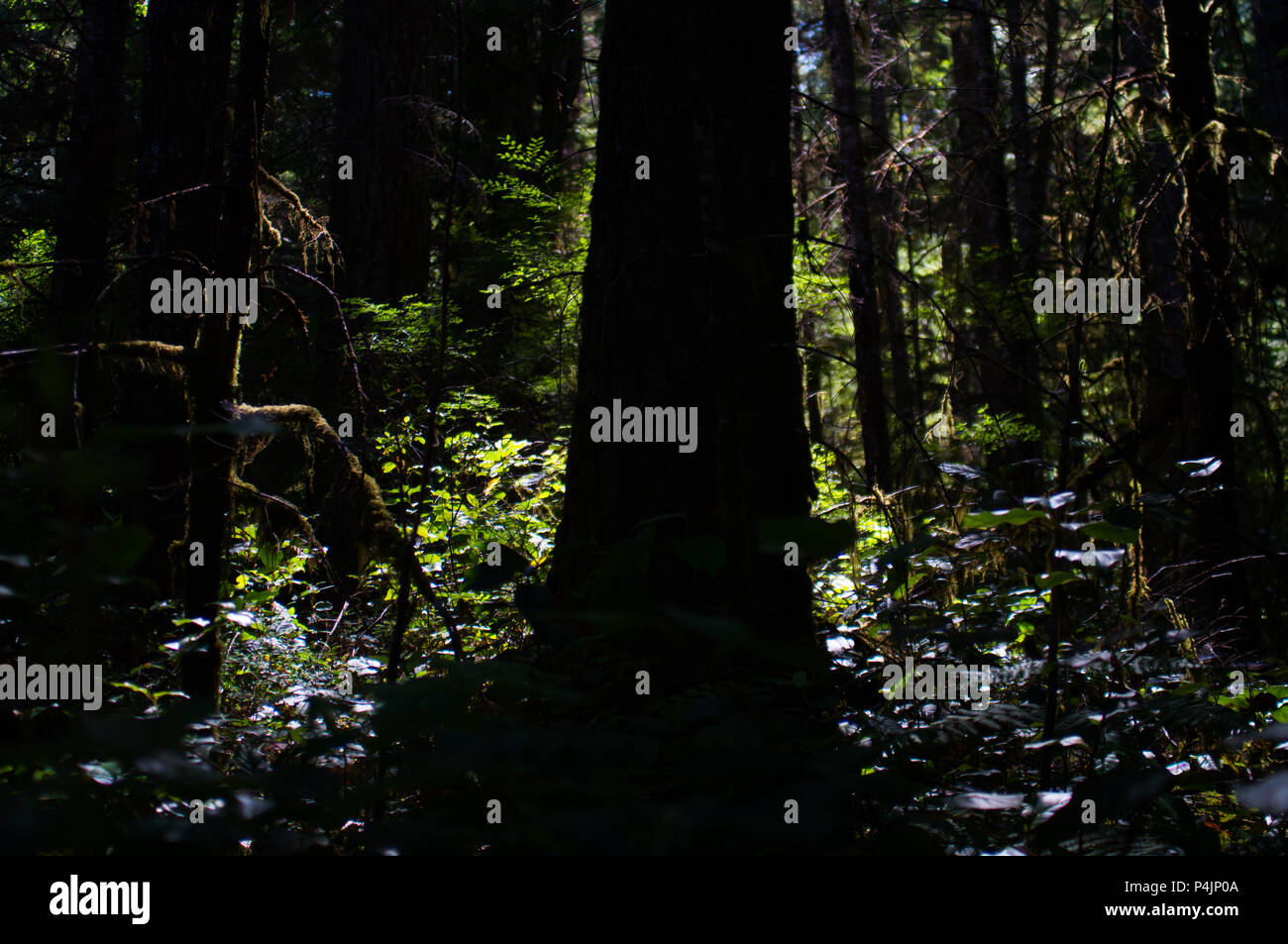 Back lit light hi-res stock photography and images - Alamy