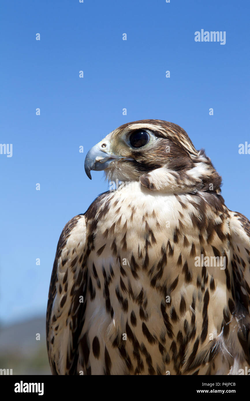 Prairie Falcon Portrait Stock Photo - Alamy