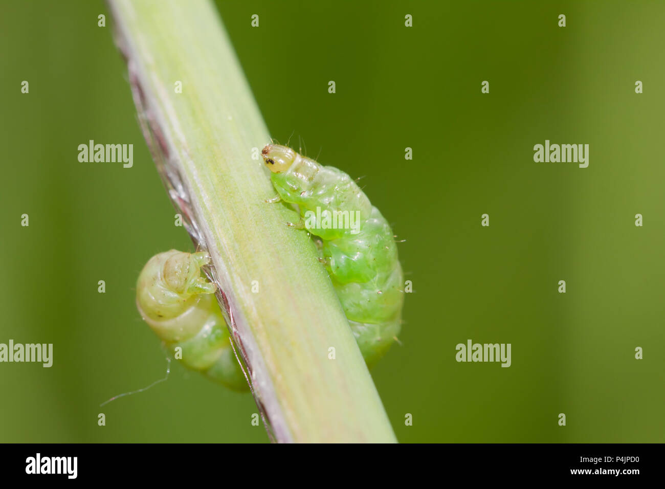 Rustic moth larva Stock Photo - Alamy