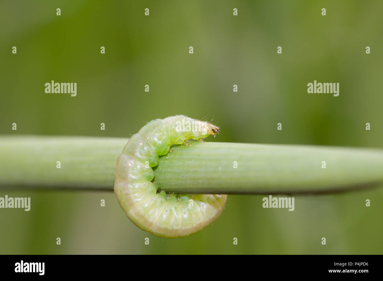 Rustic moth larva Stock Photo - Alamy