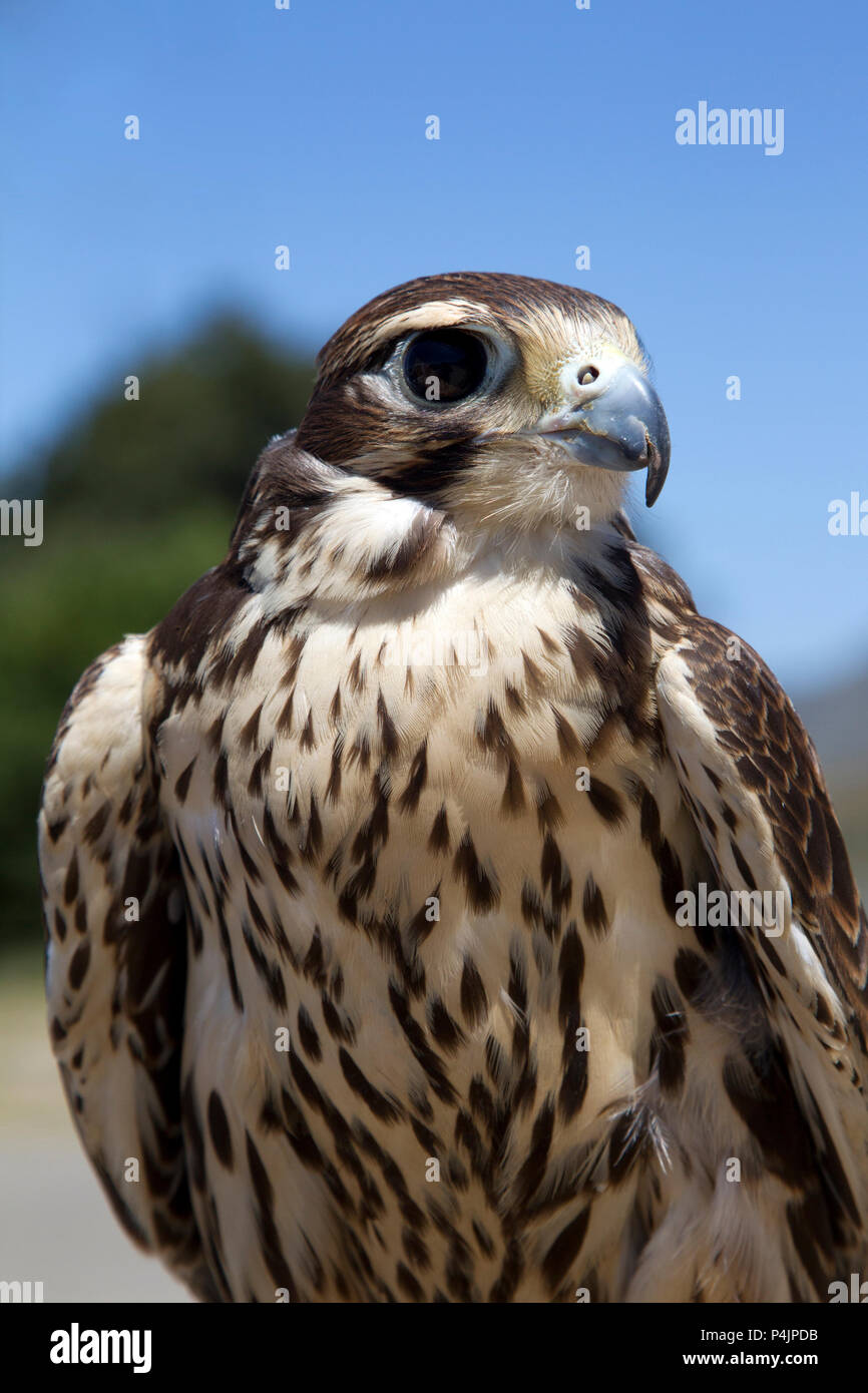 Prairie Falcon Portrait Stock Photo - Alamy