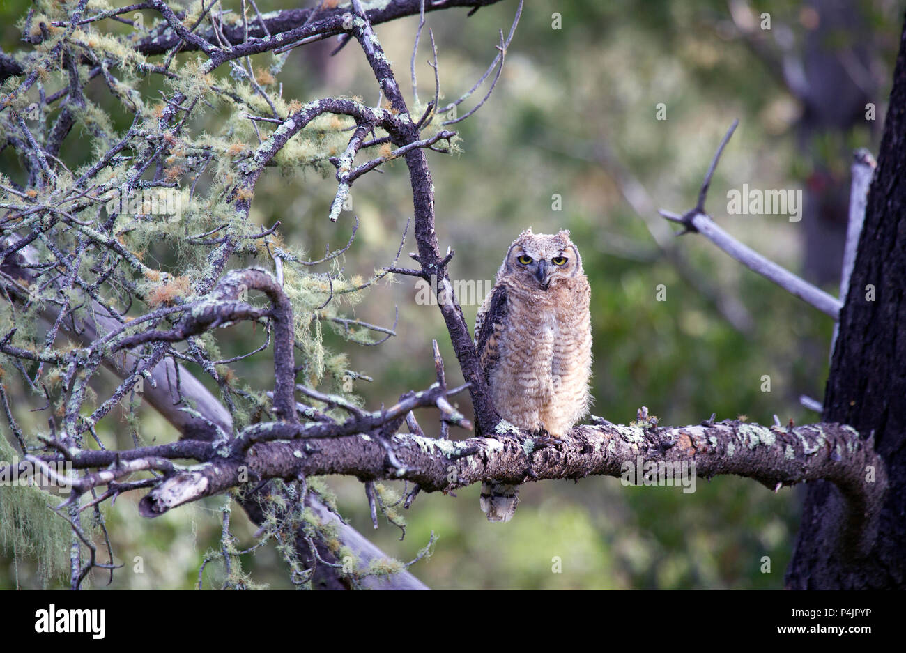Great horned owl in tree hi-res stock photography and images - Alamy