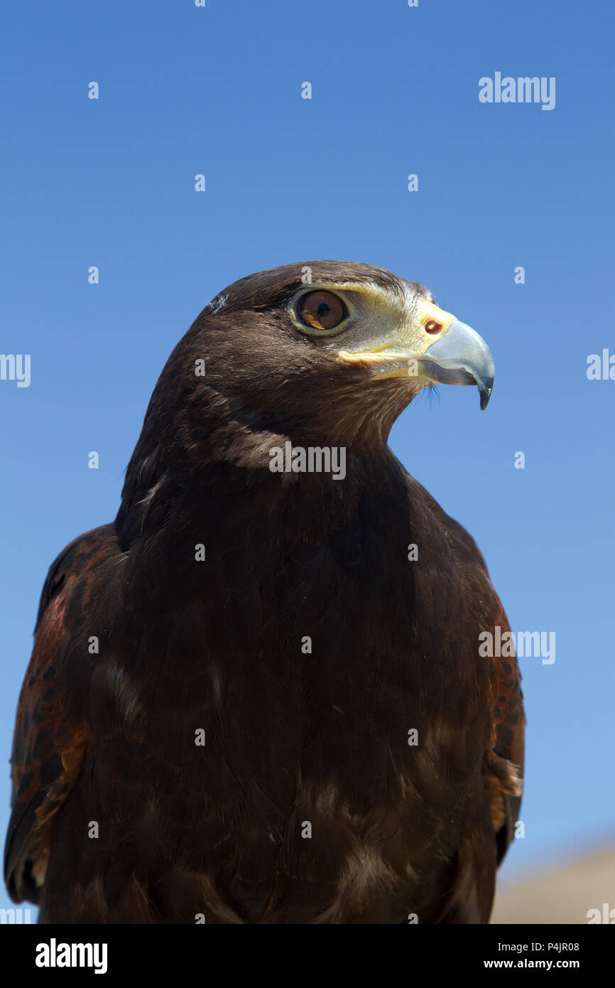 Harriss hawk portrait hi-res stock photography and images - Alamy