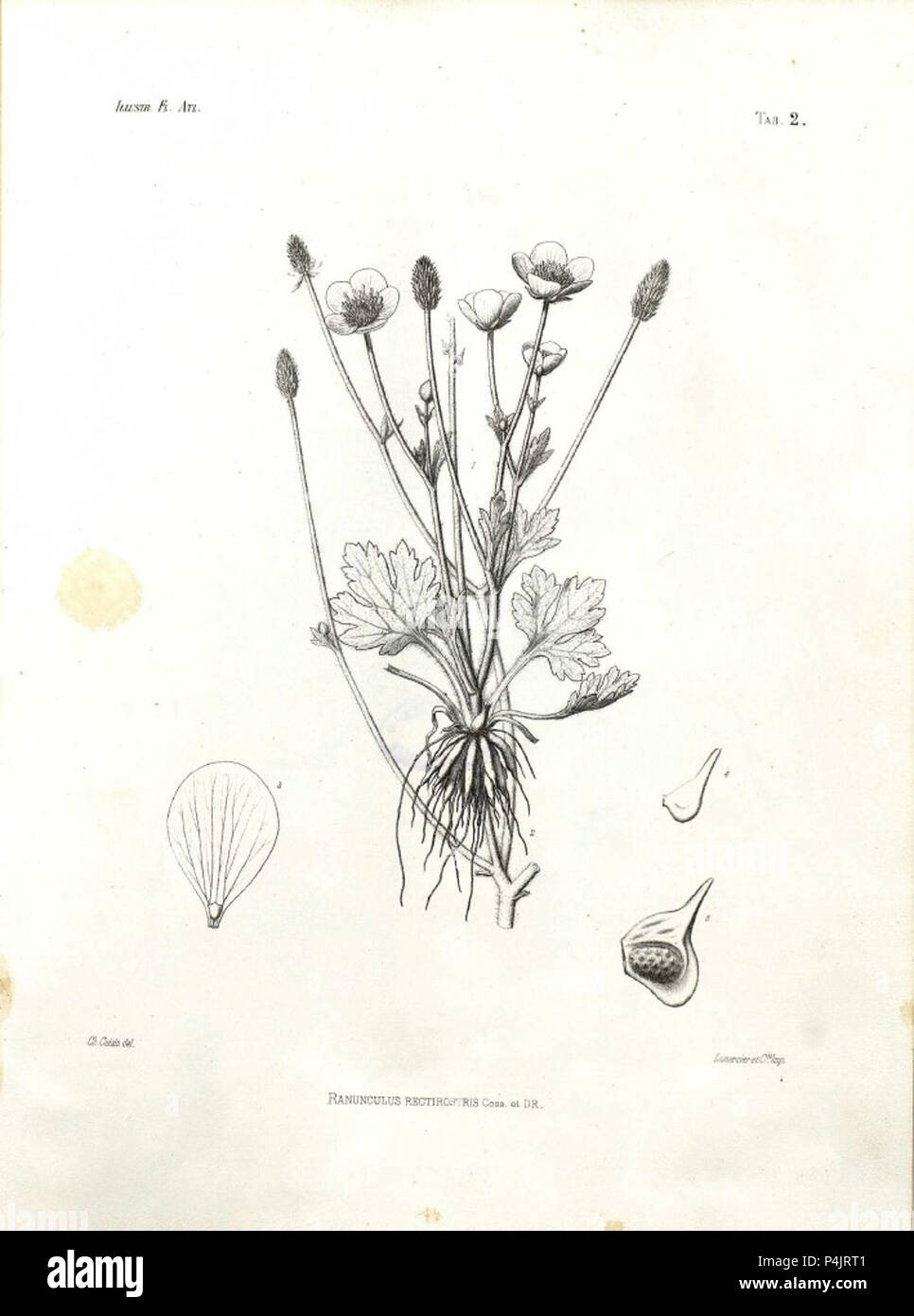 Rectirostris hi-res stock photography and images - Alamy