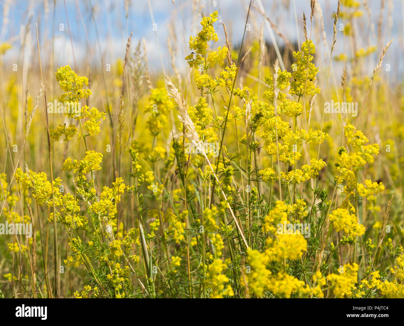 Lady's bedstraw, Galium verum, yellow flowers in summer growing at ...