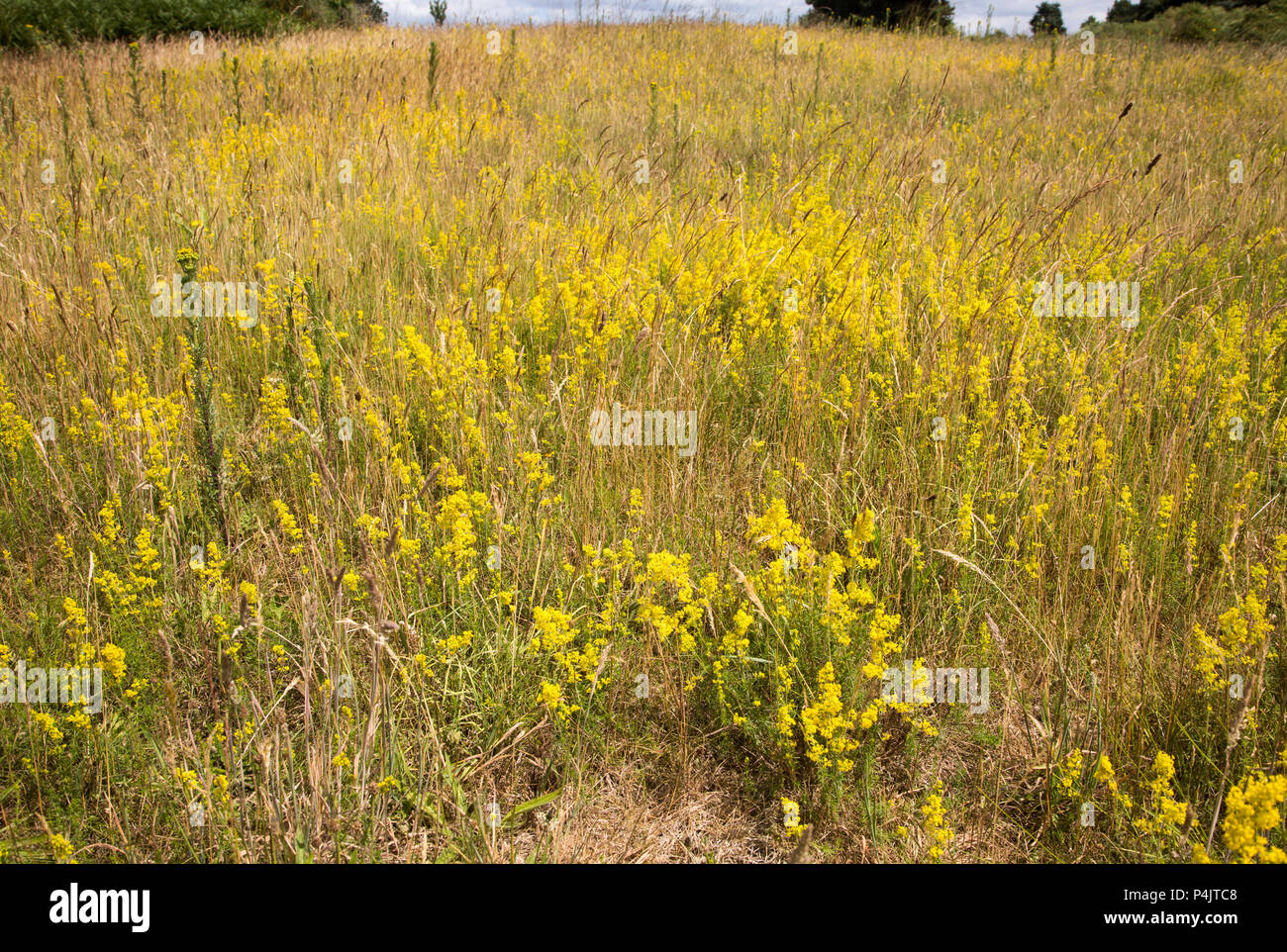 Lady's bedstraw plant, Galium verum, yellow flowers in summer growing ...