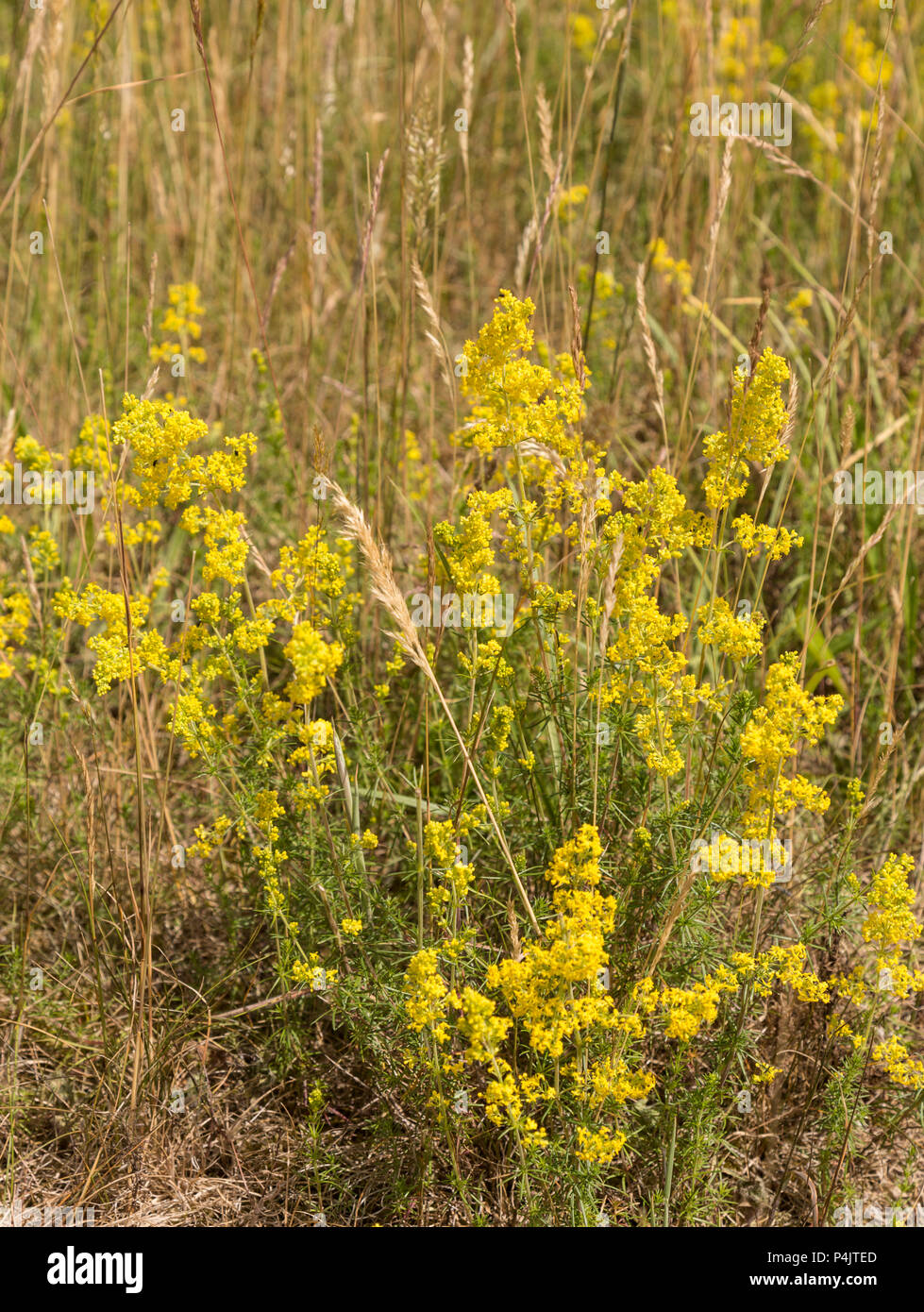 Lady's bedstraw, Galium verum, yellow flowers in summer growing at ...