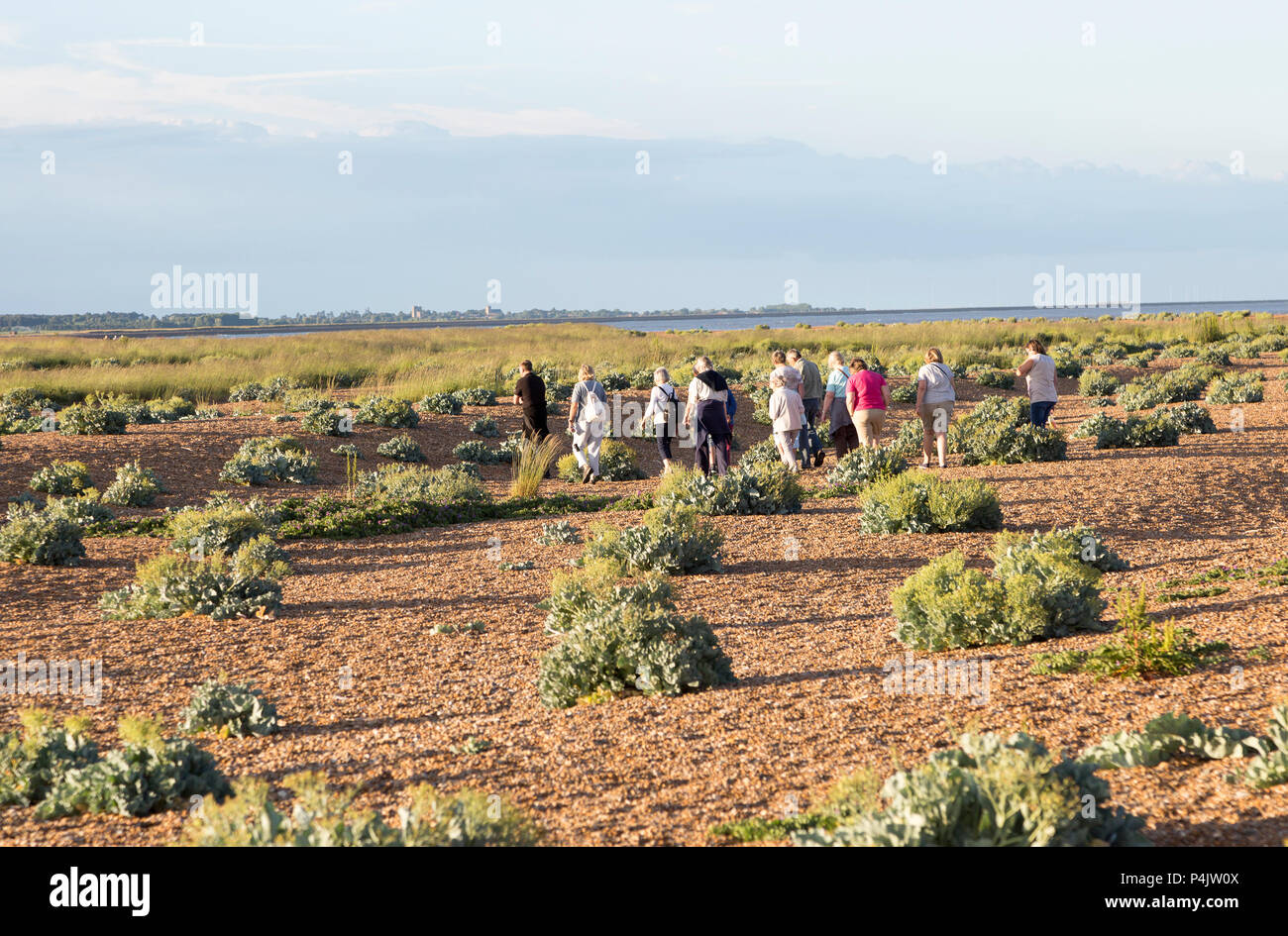Tour group exploring beach at Shingle Street, Hollesley, Suffolk ...