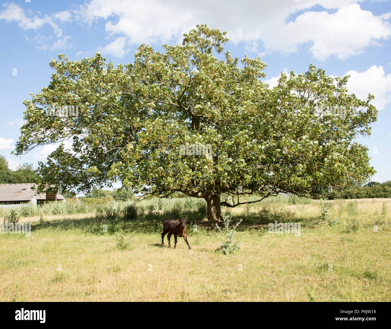 Sycamore tree in summer, acer pseudoplatanus, near Woodhall Manor ...