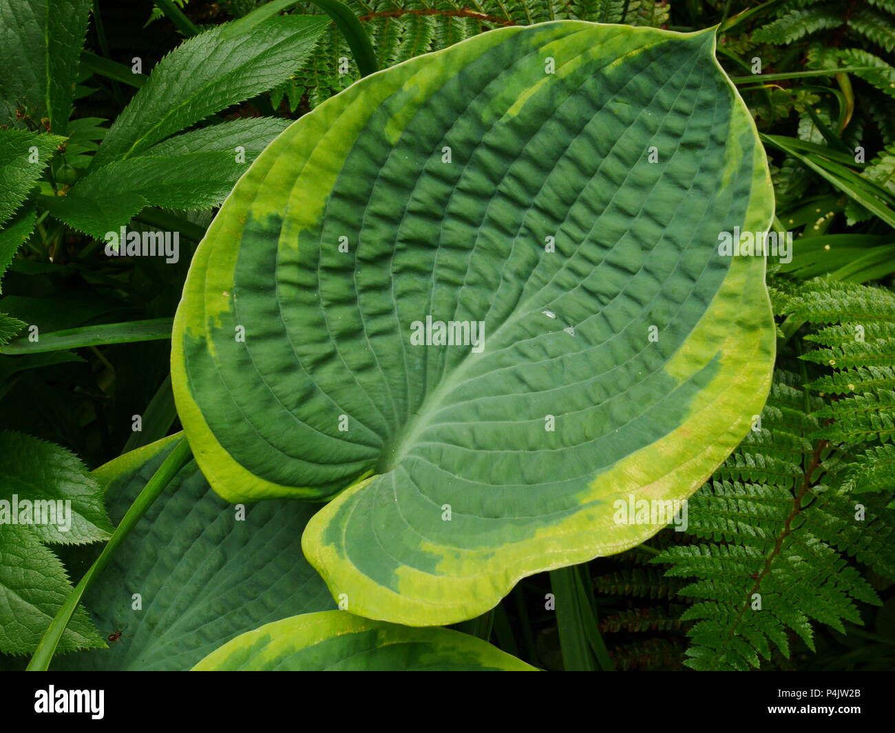 Large variegated green hosta leaf with yellow edges Stock Photo - Alamy