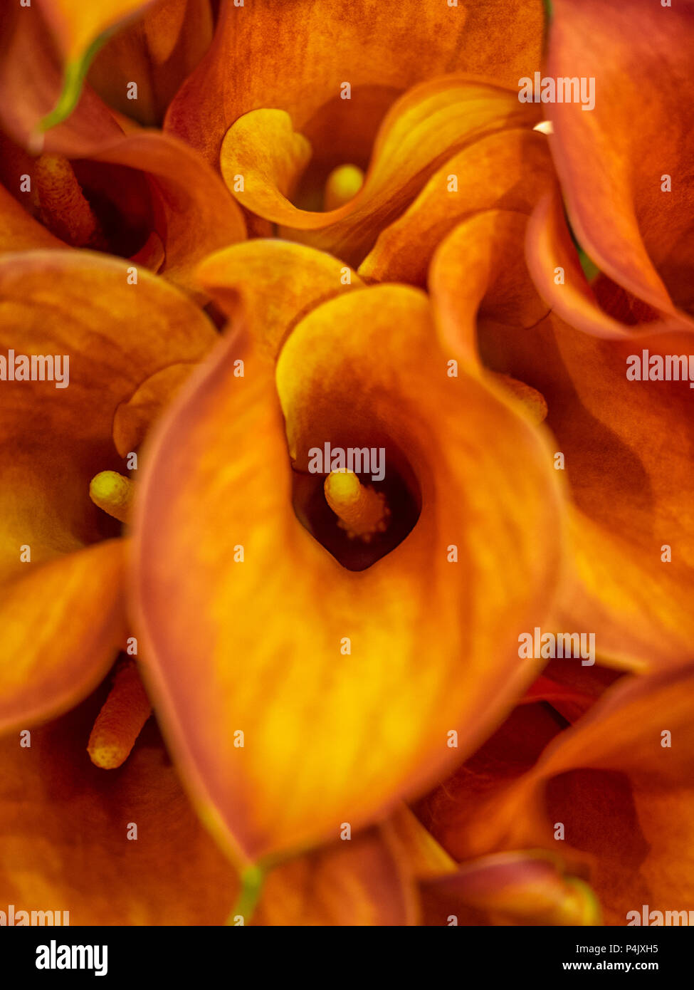 Calla lilly captain trinity hi-res stock photography and images - Alamy