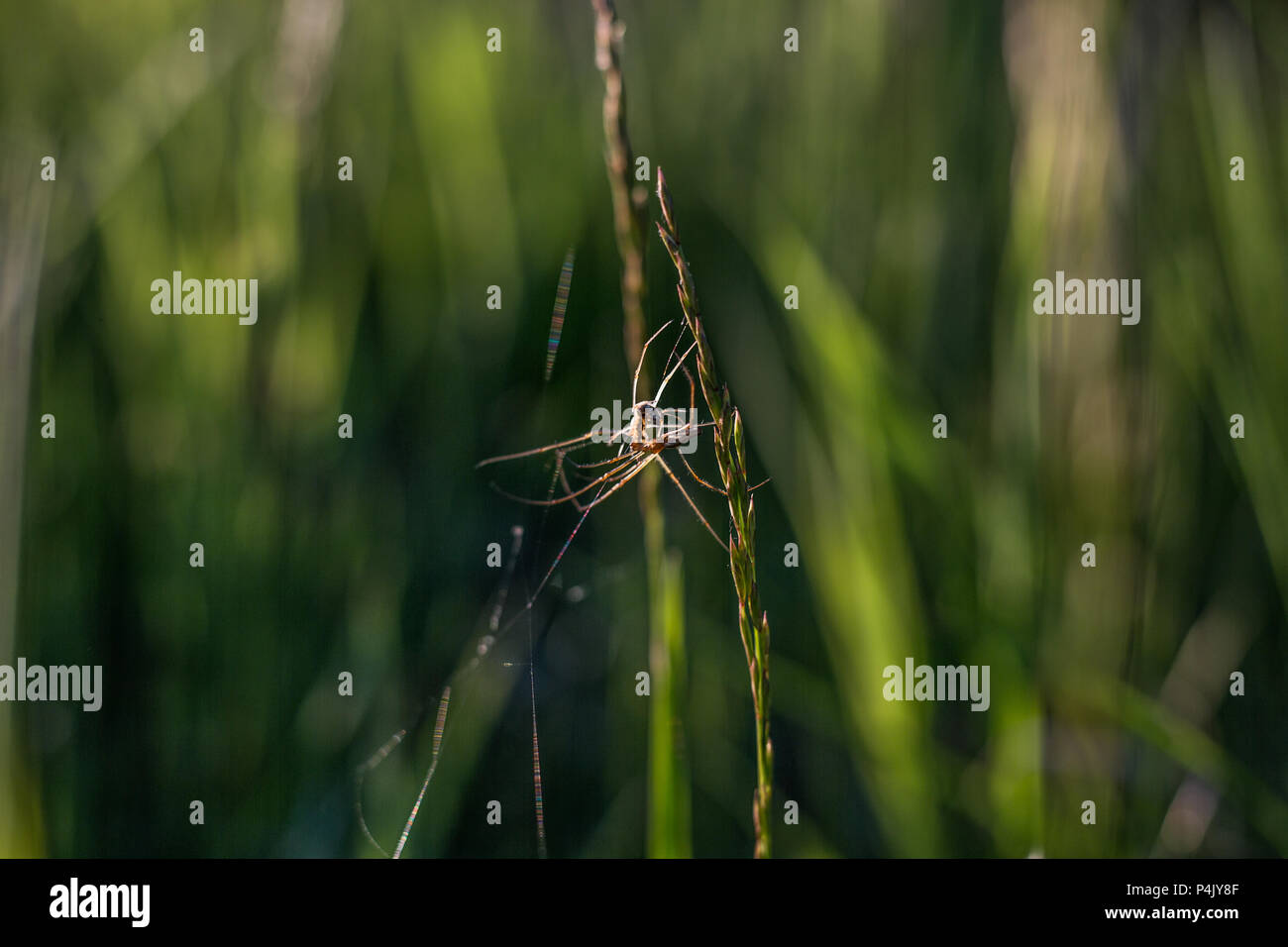 randomly chosen photos Stock Photo - Alamy