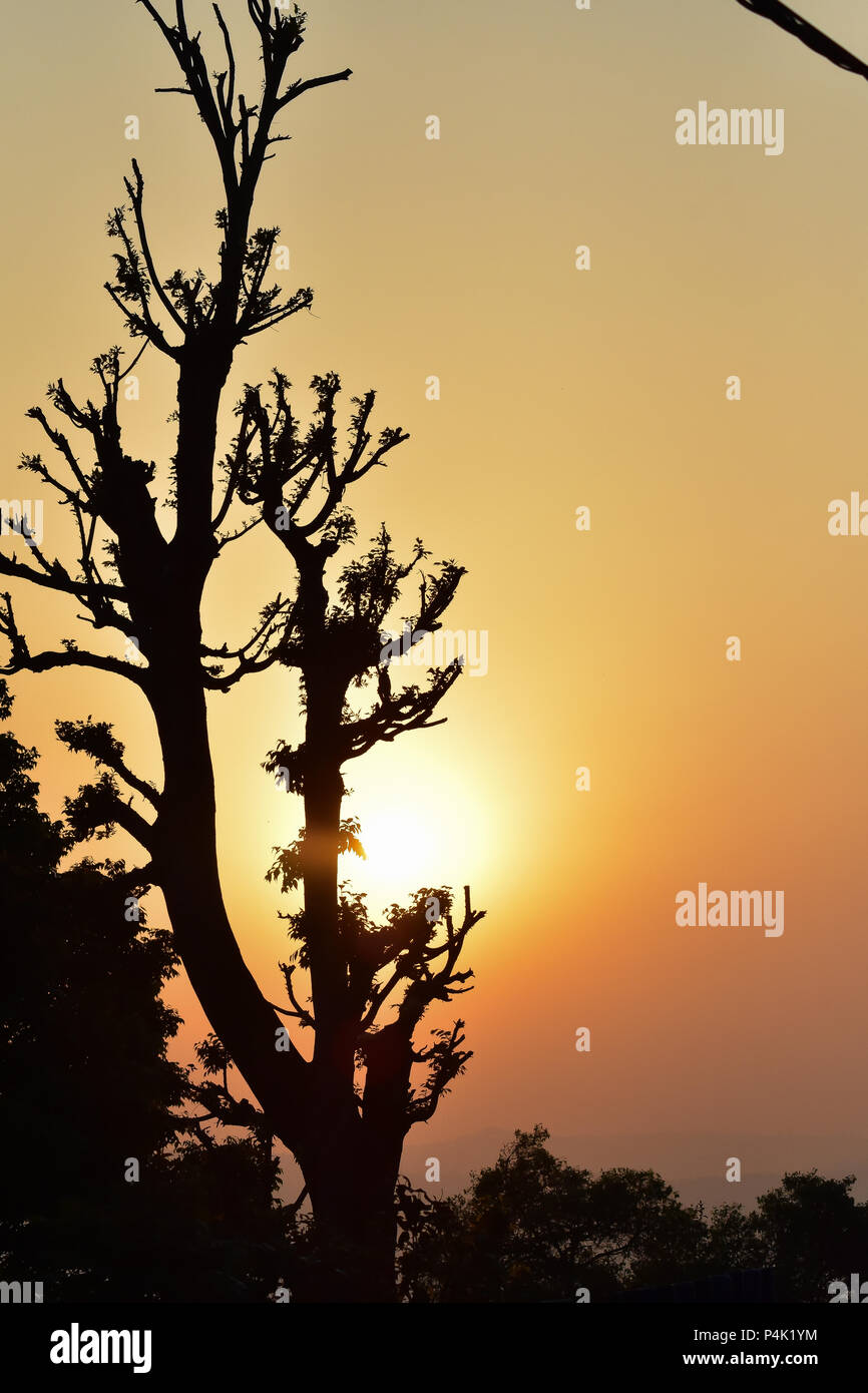 Sunset wit tree Stock Photo - Alamy