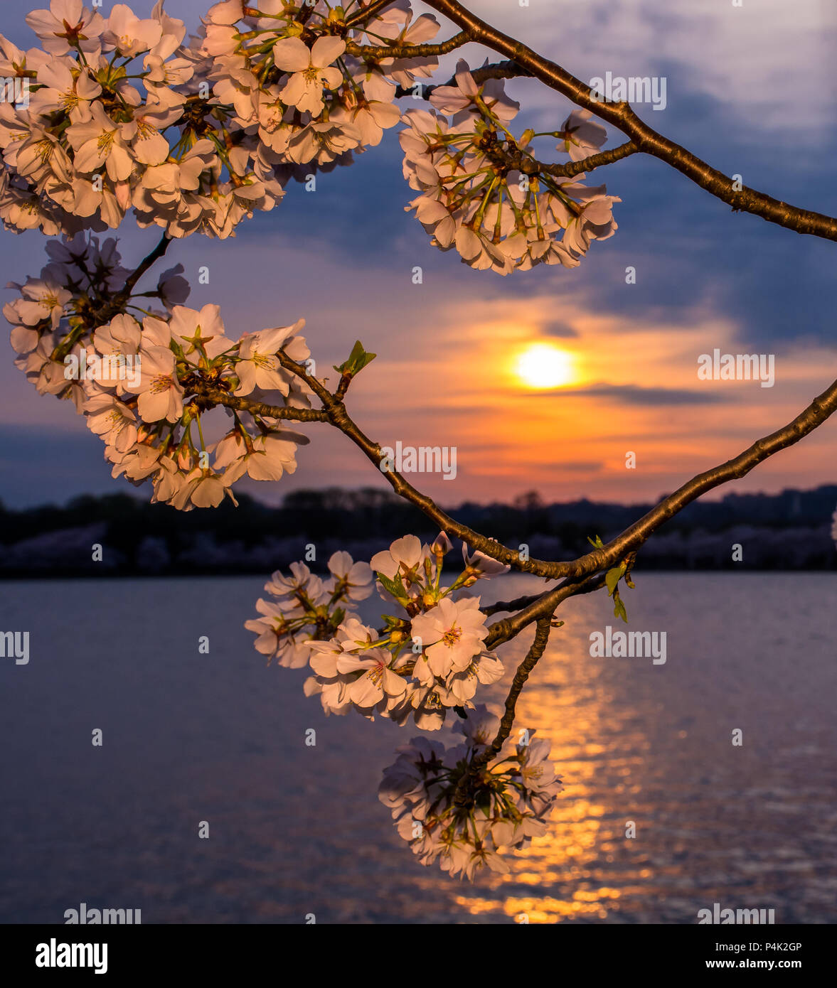 Cherry Blossom Tree Limb with Blooms at Sunset in Washington DC Harbor ...
