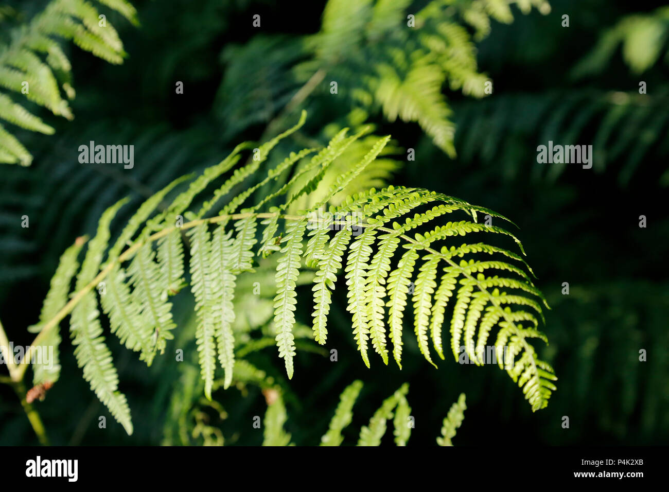Old ball under bush in garden Stock Photo - Alamy