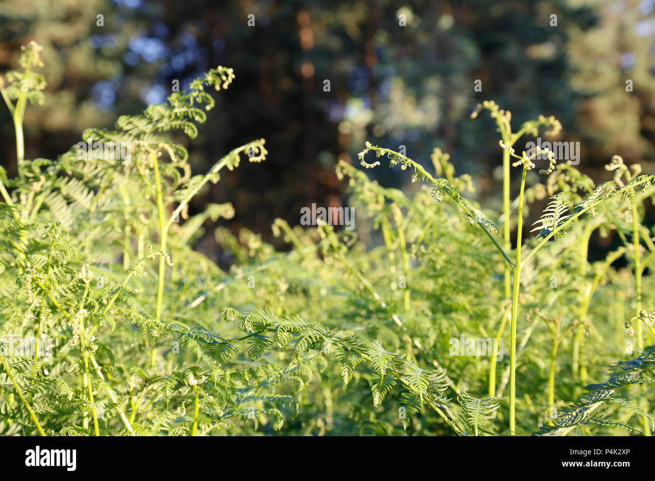Thorn fern hi-res stock photography and images - Alamy