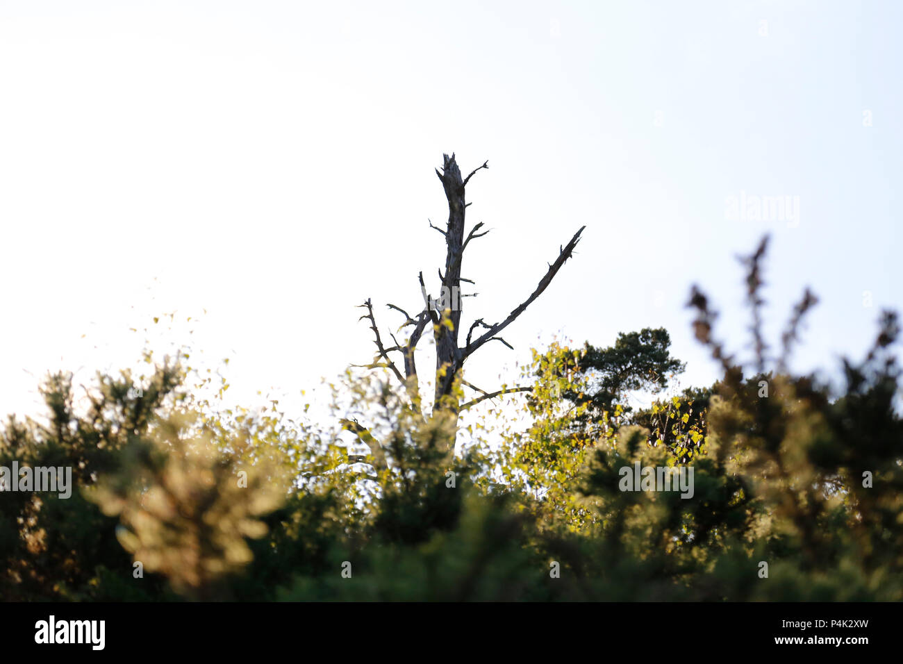 Forest dead tree hi-res stock photography and images - Alamy