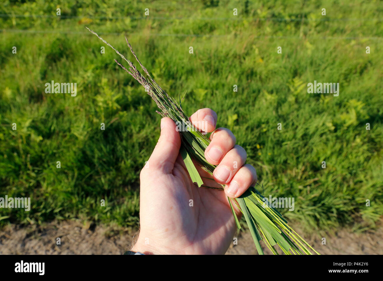 Grip grass hi-res stock photography and images - Alamy