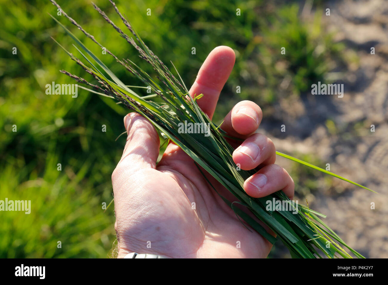 Blades of grass in hand Stock Photo - Alamy
