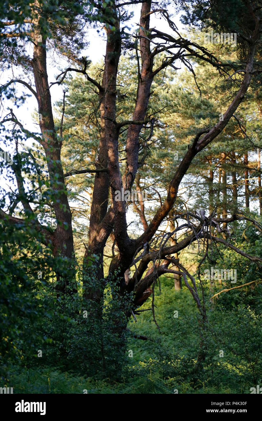 Twisted tree trunks hi-res stock photography and images - Alamy