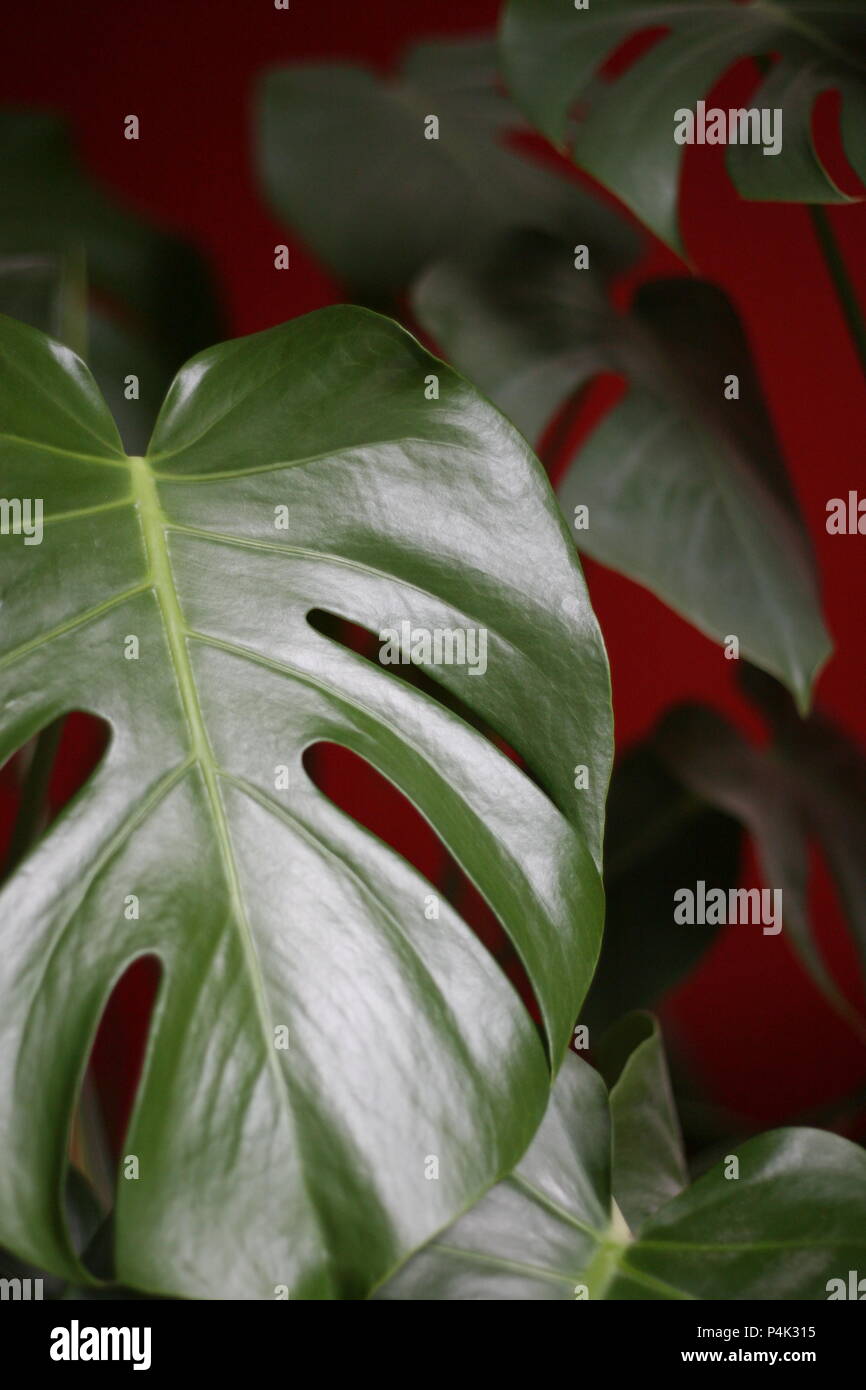 Monstera at red background Stock Photo - Alamy
