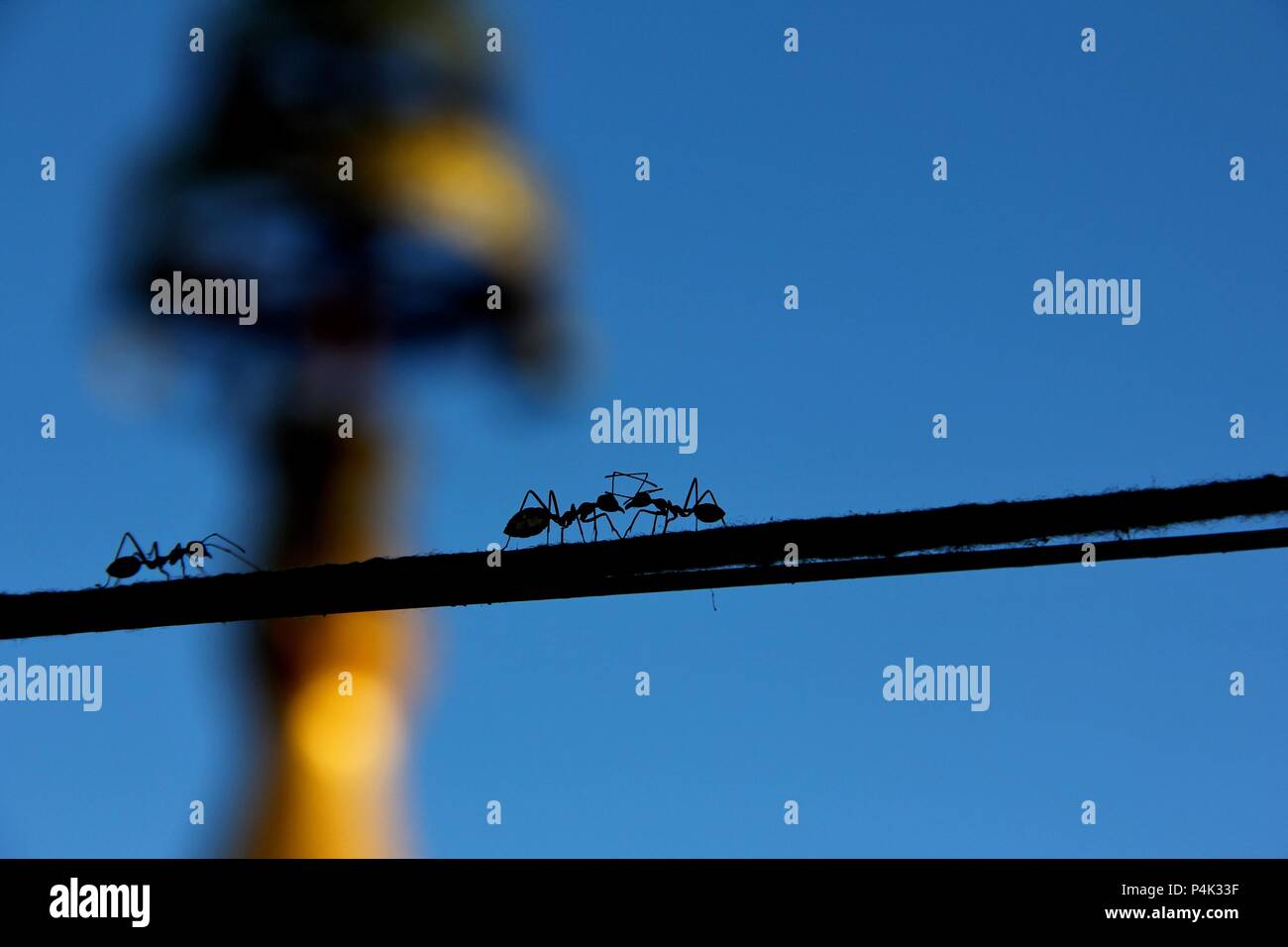 Ants walking on a rope that bound on the tree. Concept of business ...